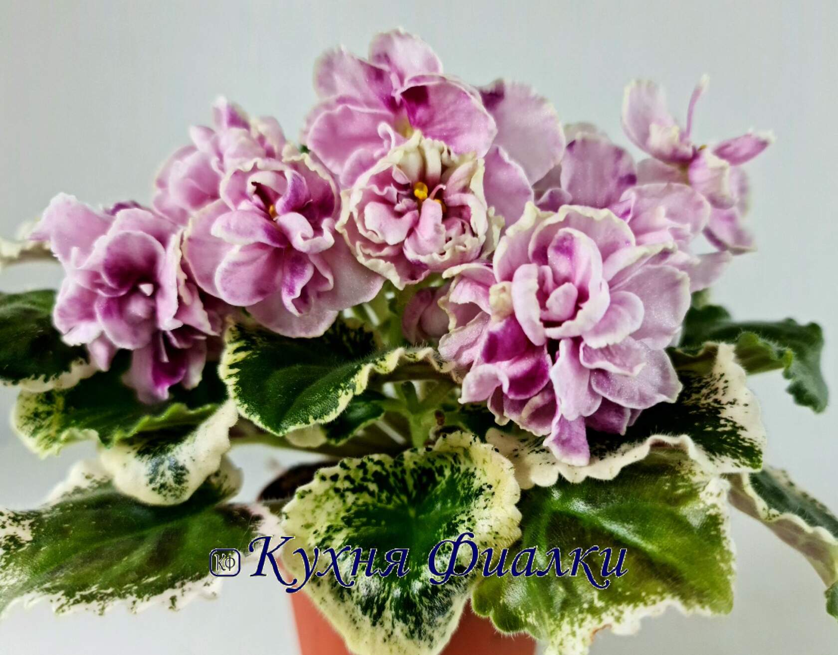 Селекция Лебедской Елены