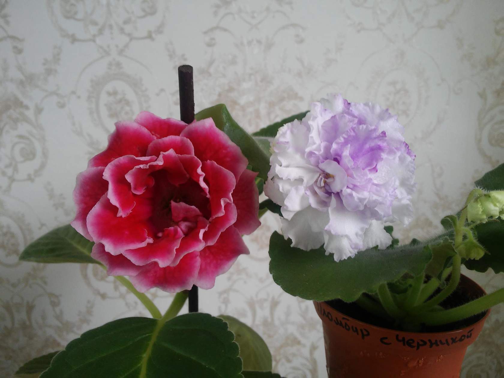 Селекция Лебедской Елены