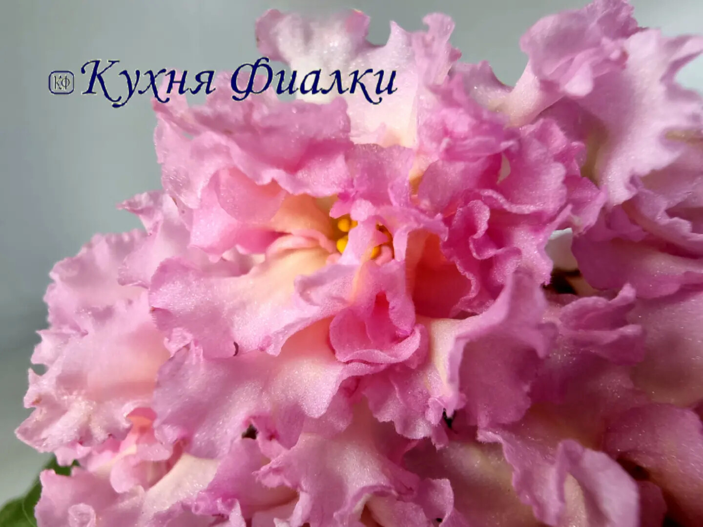 фиалки в Беларуси, фиалки в Минске, заказать фиалки, фиалки почтой ...