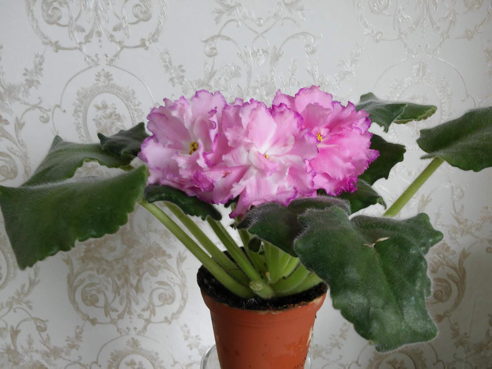 ФИАЛКИ КОЛЛЕКЦИОННЫЕ РС