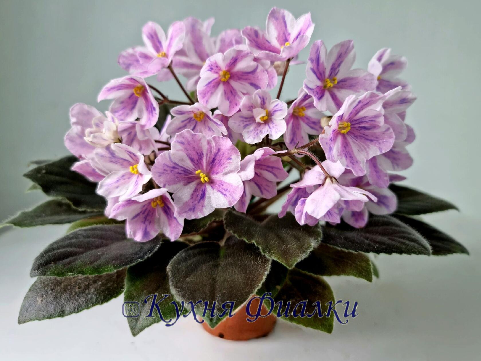 ХИМЕРНЫЕ СОРТА КУХНЯ ФИАЛКИ, ФИАЛКИ ХИМЕРЫ, ХИМЕРЫ КУПИТЬ, СЕНПОЛИИ ...