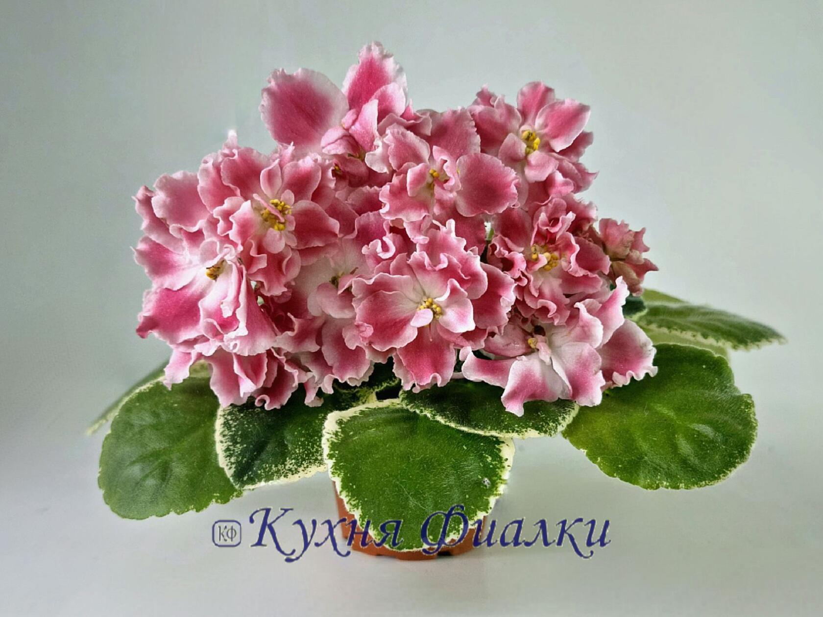 Фиалки Морев, НК, НД, ВаТ, ПТ, ЕК
