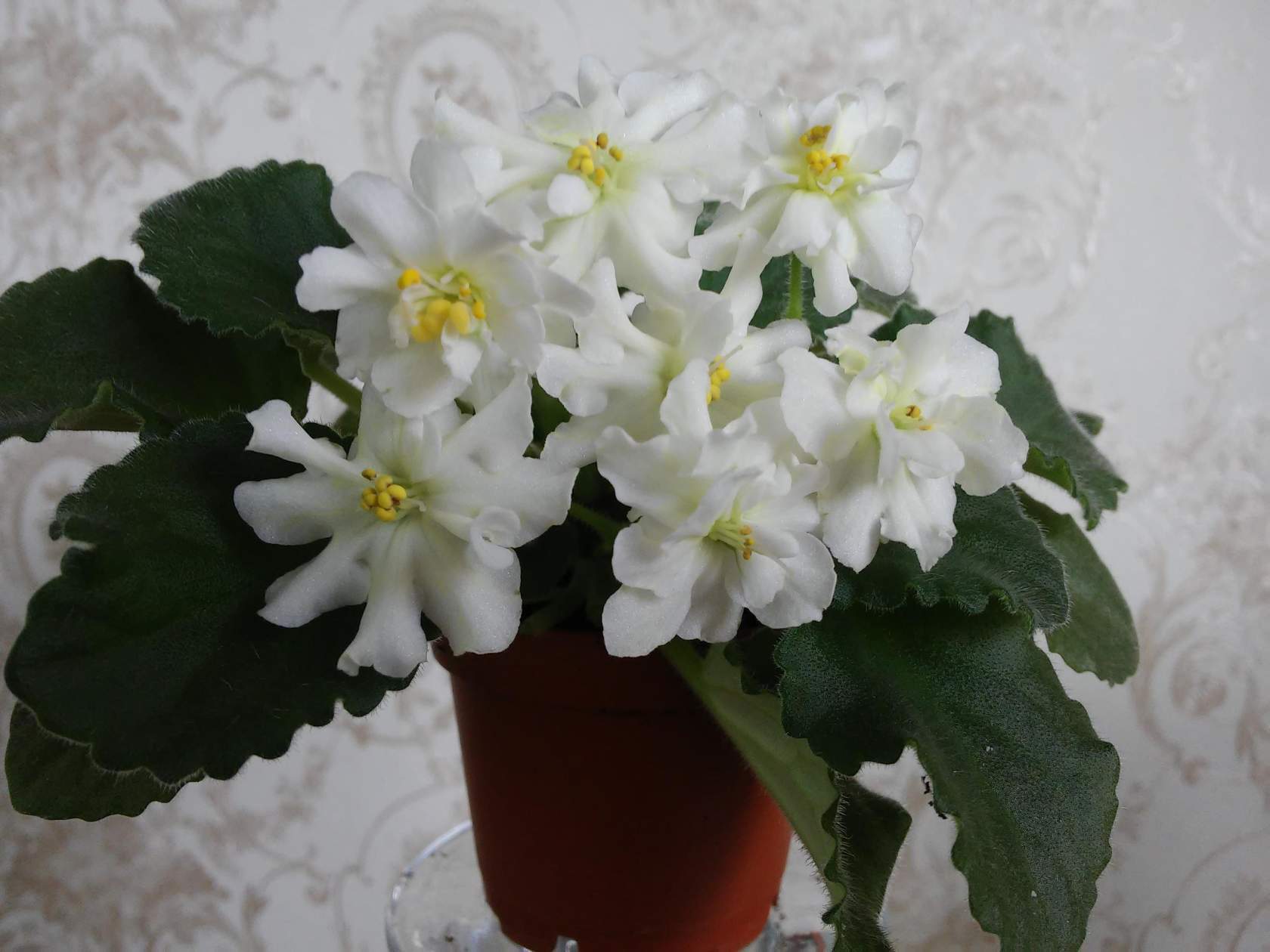 Фиалки мини, полумини, ампельные сорта,трейлеры