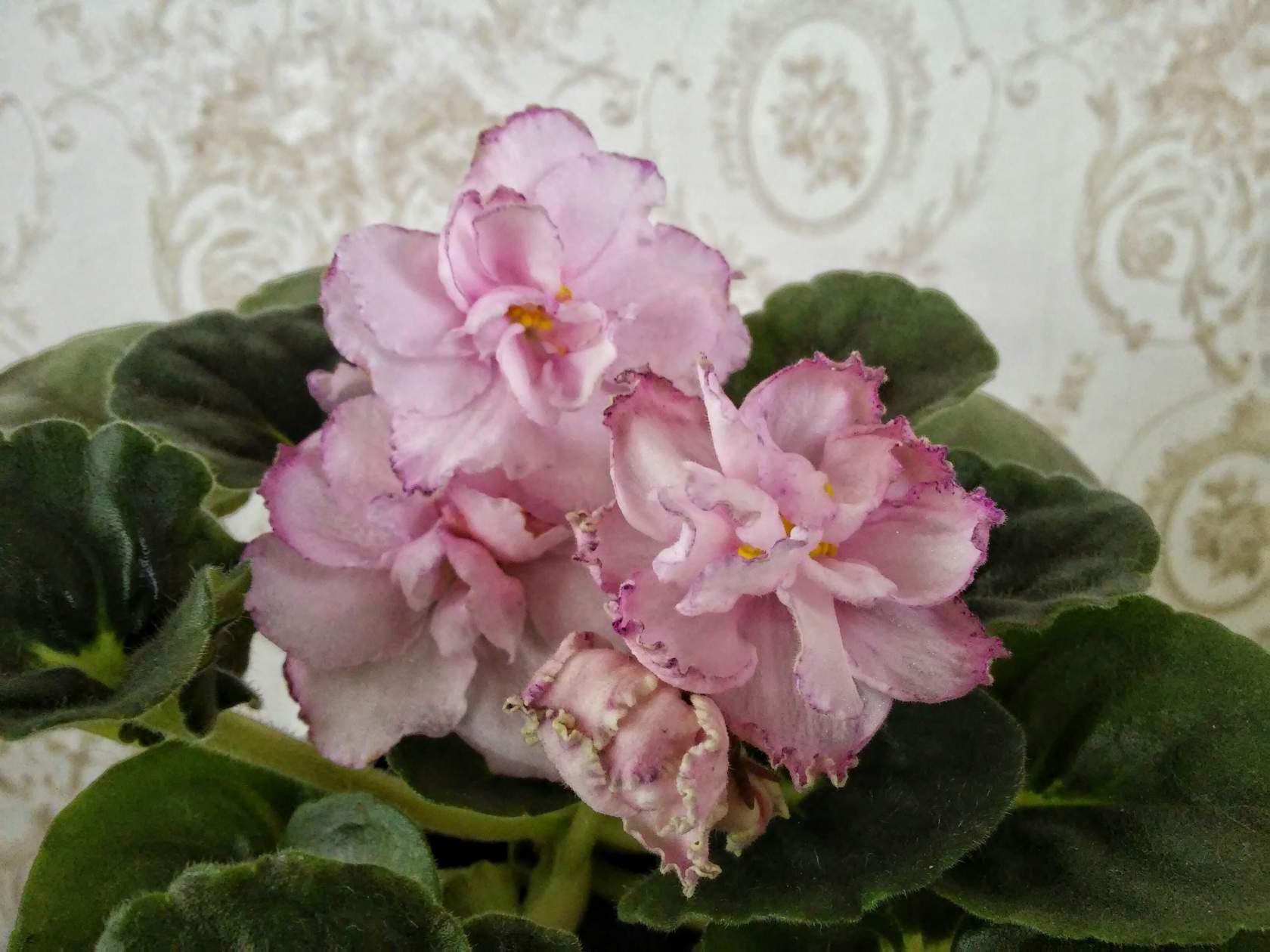 ФИАЛКИ КОЛЛЕКЦИОННЫЕ РС